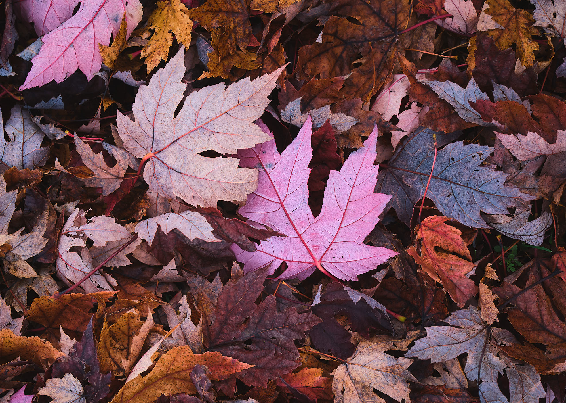 The Most Important Beginner Photography Tip You Can Learn - blog.CHNO.co